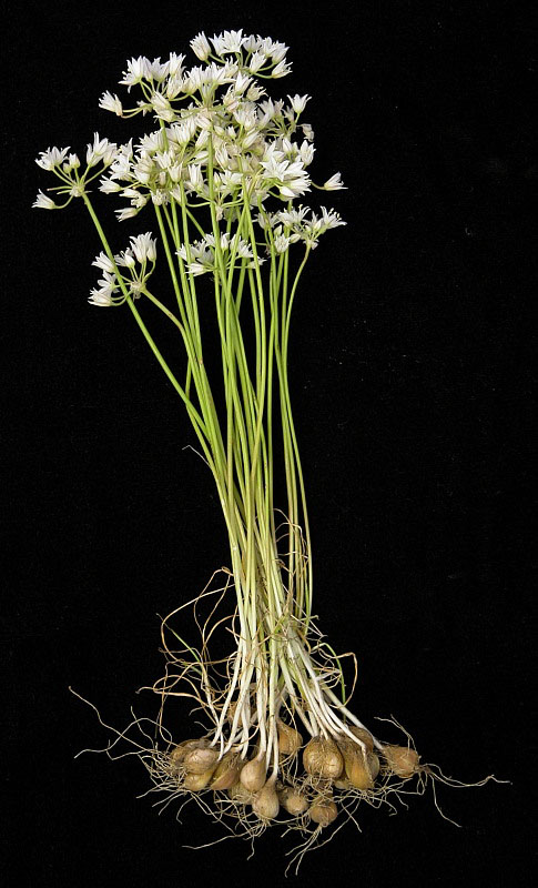 Nature's Harvest-plants